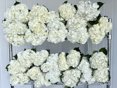 Hydrangeas White Premium Box - 30st. - Ramirez Wholesale Flowers Inc