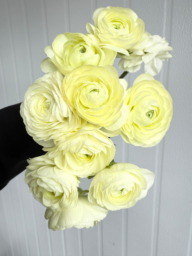 Ranunculus Cream Pale Yellow - 10st. - Ramirez Wholesale Flowers Inc