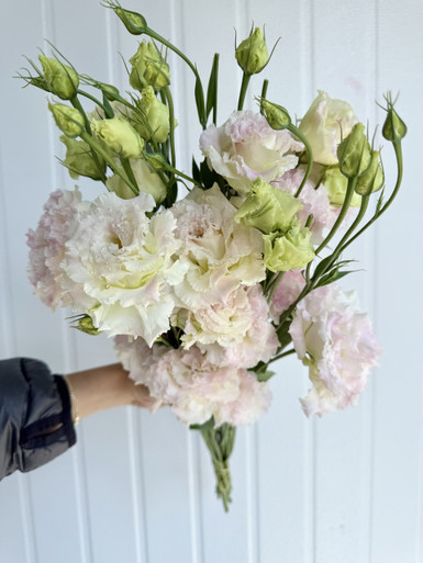 Lisianthus Blush Pink - 5st. - Ramirez Wholesale Flowers Inc