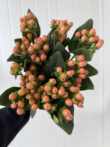 Hypericum Peach - 10st - Ramirez Wholesale Flowers Inc