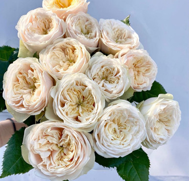 Darlington Garden Rose - 10st. - Ramirez Wholesale Flowers Inc