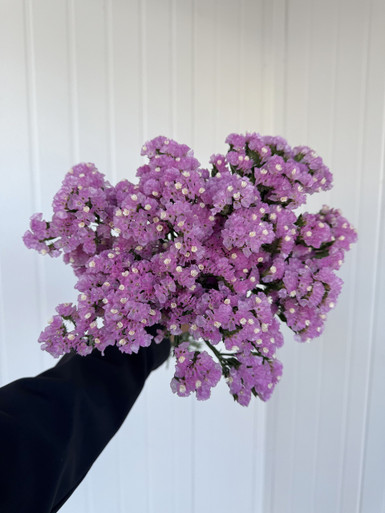 Statice Light Pink Ca-Grown - 10st. - Ramirez Wholesale Flowers Inc