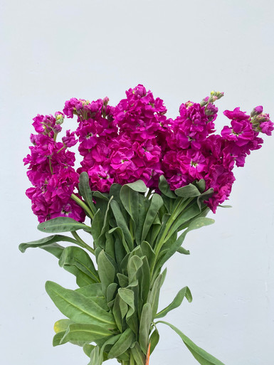 Stock Hot Pink CA-Grown - 10 stems