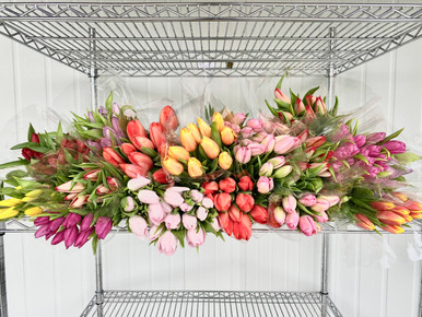 Tulips Assortment 7 Colors - 36 bunches ( 360 st. total) - Ramirez ...