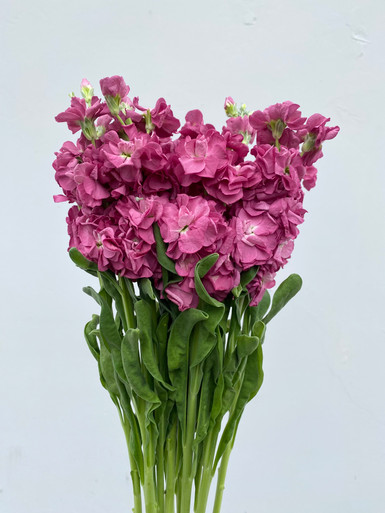 Stock Mauve - 10 stems