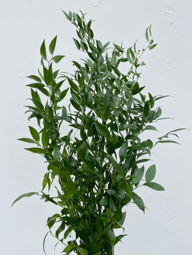 Italian Ruscus - 5 stem