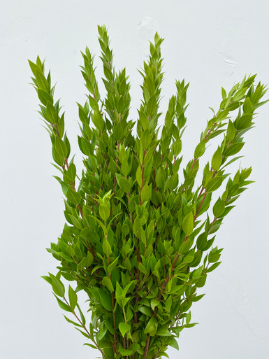 Myrtle CA-Grown - 10 stems