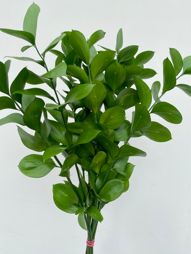 Israeli Ruscus Ca-Grown - 10 stems