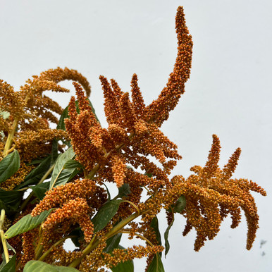 Bronze Upright Amaranthus - Ramirez Wholesale Flowers