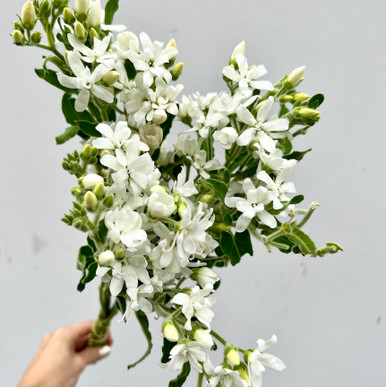 Tweedia White - 5st. - Ramirez Wholesale Flowers Inc