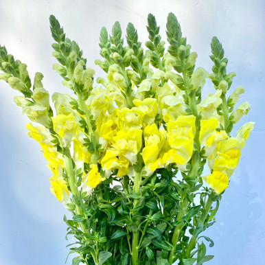 Snapdragon Yellow CA-Grown - 10st - Ramirez Wholesale Flowers Inc