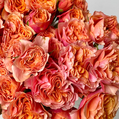 Orange Parasol Garden Spray Roses - 7st - Ramirez Wholesale Flowers Inc