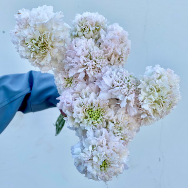 Scabiosa Light Pink - 10st - Ramirez Wholesale Flowers Inc
