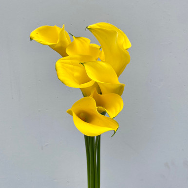 Mini Callas Yellow - 10st - Ramirez Wholesale Flowers Inc
