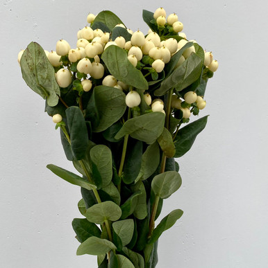 Hypericum White - 10st - Ramirez Wholesale Flowers Inc