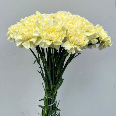 Carnations Pale Yellow - 25st - Ramirez Wholesale Flowers Inc
