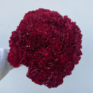 Carnation Burgundy - 25st - Ramirez Wholesale Flowers Inc