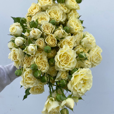 Spray Rose Pale Yellow CA-Grown - 10st - Ramirez Wholesale Flowers Inc