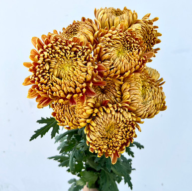 Football China Mums Bronze - 10st. - Ramirez Wholesale Flowers Inc