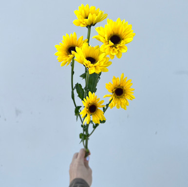 Daisy Viking Poms Yellow With Black Center - 5st. - Ramirez Wholesale ...