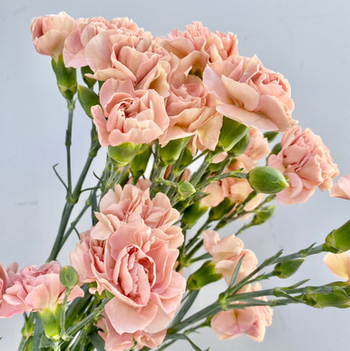 Mini Carnations Caramel - 10st - Ramirez Wholesale Flowers Inc