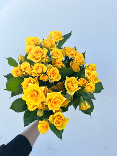 Yellow Spray Roses (CA-Grown) - 10st - Ramirez Wholesale Flowers Inc