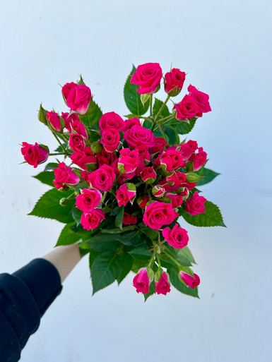 Hot Pink Spray Roses (CA-Grown) - 10st - Ramirez Wholesale Flowers Inc