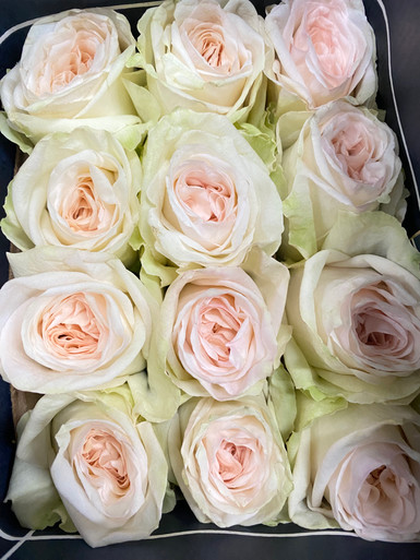 White O’ Hara Roses - 25st - Ramirez Wholesale Flowers Inc