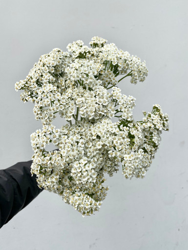 Cottage Yarrow White - 10st - Ramirez Wholesale Flowers Inc