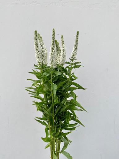 Veronica White - 10st - Ramirez Wholesale Flowers Inc