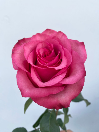 Lola Roses - 25st - Ramirez Wholesale Flowers Inc