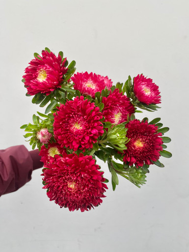Matsumoto Aster Red (CA-Grown) - 5st - Ramirez Wholesale Flowers Inc