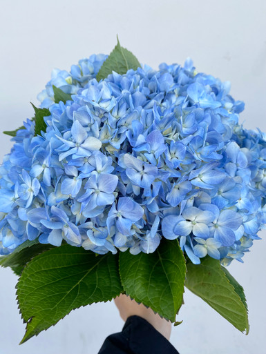 Hydrangea Light Blue Premium - 5st - Ramirez Wholesale Flowers Inc