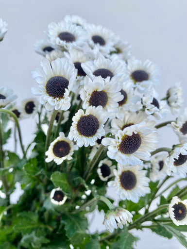 Daisy Pom Micro Yin Yang White - 5st. - Ramirez Wholesale Flowers Inc