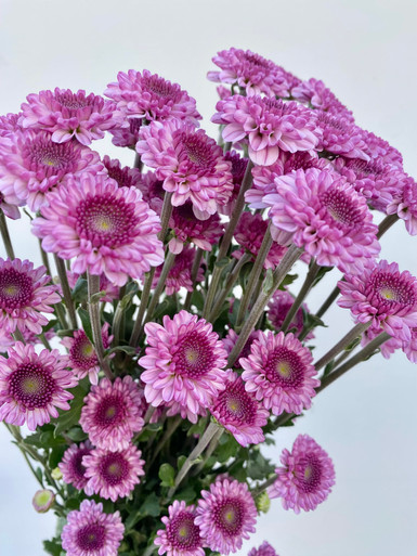 Button Pom Lavender (Bi-Color) - 5st - Ramirez Wholesale Flowers Inc