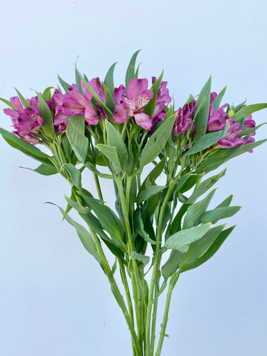Alstroemerias Purple - 10st - Ramirez Wholesale Flowers Inc