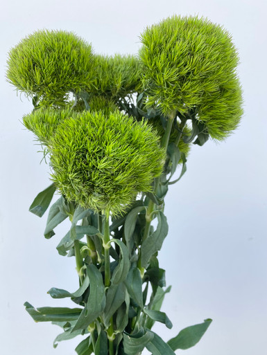 Green Ball Dianthus - 10st - Ramirez Wholesale Flowers Inc