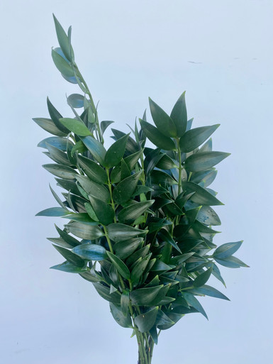 Nagi Podocarpus - 10st - Ramirez Wholesale Flowers Inc
