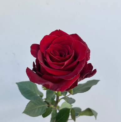Explorer Roses - 25st. - Ramirez Wholesale Flowers Inc