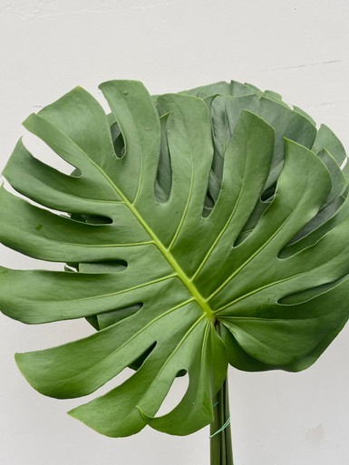 Monstera Medium - 5st. - Ramirez Wholesale Flowers Inc