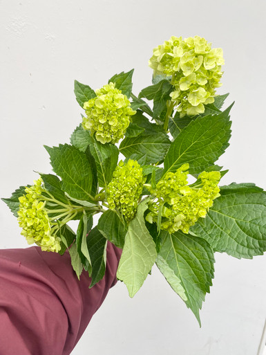 Hydrangea Mini Green - 5st. - Ramirez Wholesale Flowers Inc