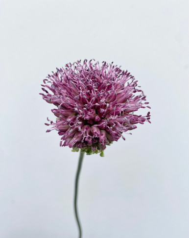 Allium Bullet - 10st. - Ramirez Wholesale Flowers Inc