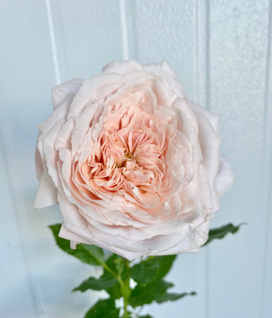 Wabara Tsumugi Garden Rose (Ca-Grown) - 12st. - Ramirez Wholesale ...