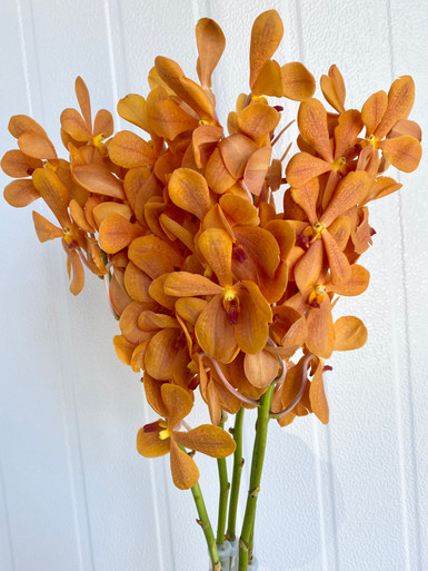 Mokara Orchid Orange - 5st. - Ramirez Wholesale Flowers Inc