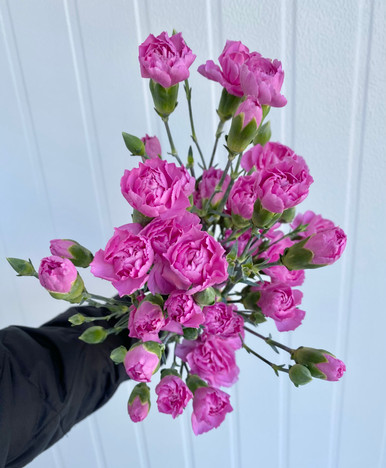 Mini Carnations Lavender-Pink - 10st. - Ramirez Wholesale Flowers Inc