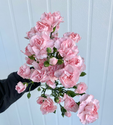 Mini Carnations Light Pink - 10st. - Ramirez Wholesale Flowers Inc