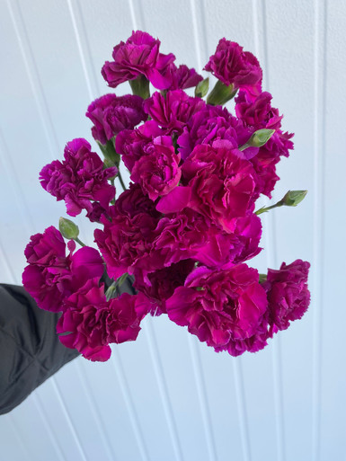 Mini Carnations Purple - 10st. - Ramirez Wholesale Flowers Inc