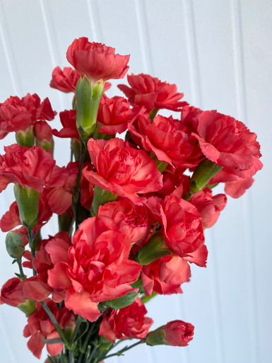 Mini Carnations Orange - 10st. - Ramirez Wholesale Flowers Inc