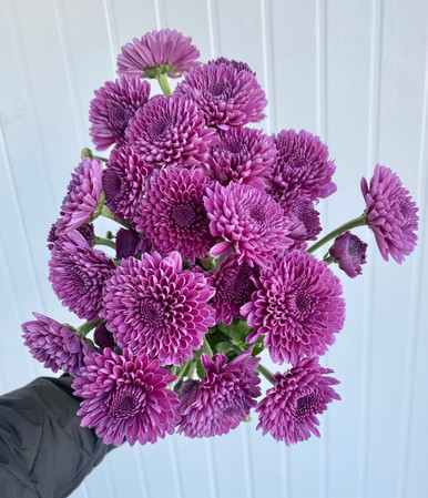 Button Pom Pom Purple - 5st. - Ramirez Wholesale Flowers Inc