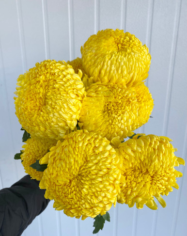 China Mum Yellow - 10st. - Ramirez Wholesale Flowers Inc
